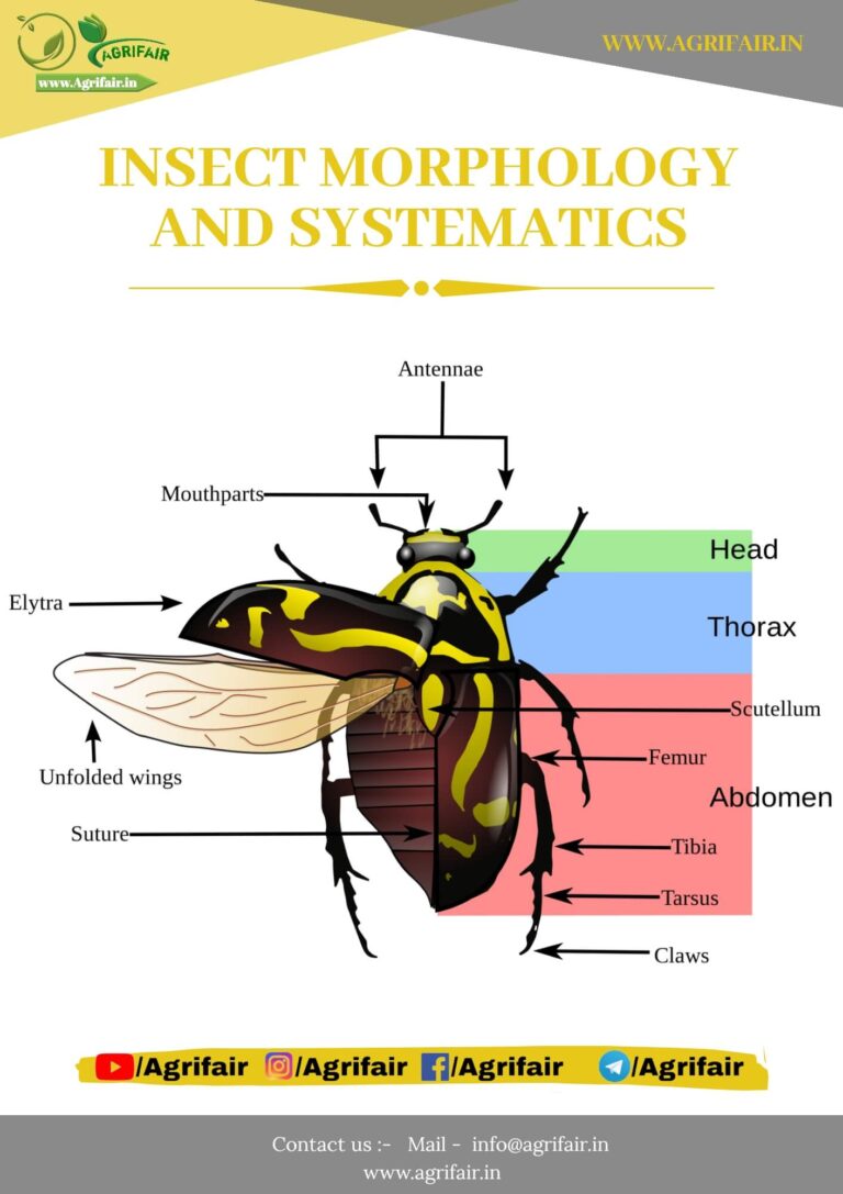 Insect Morphology and Systematics pdf - AgriFair