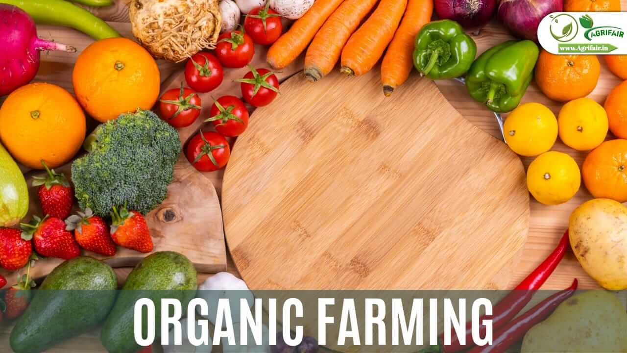 Organic Farming: Embracing a Holistic Approach to Agriculture for a ...