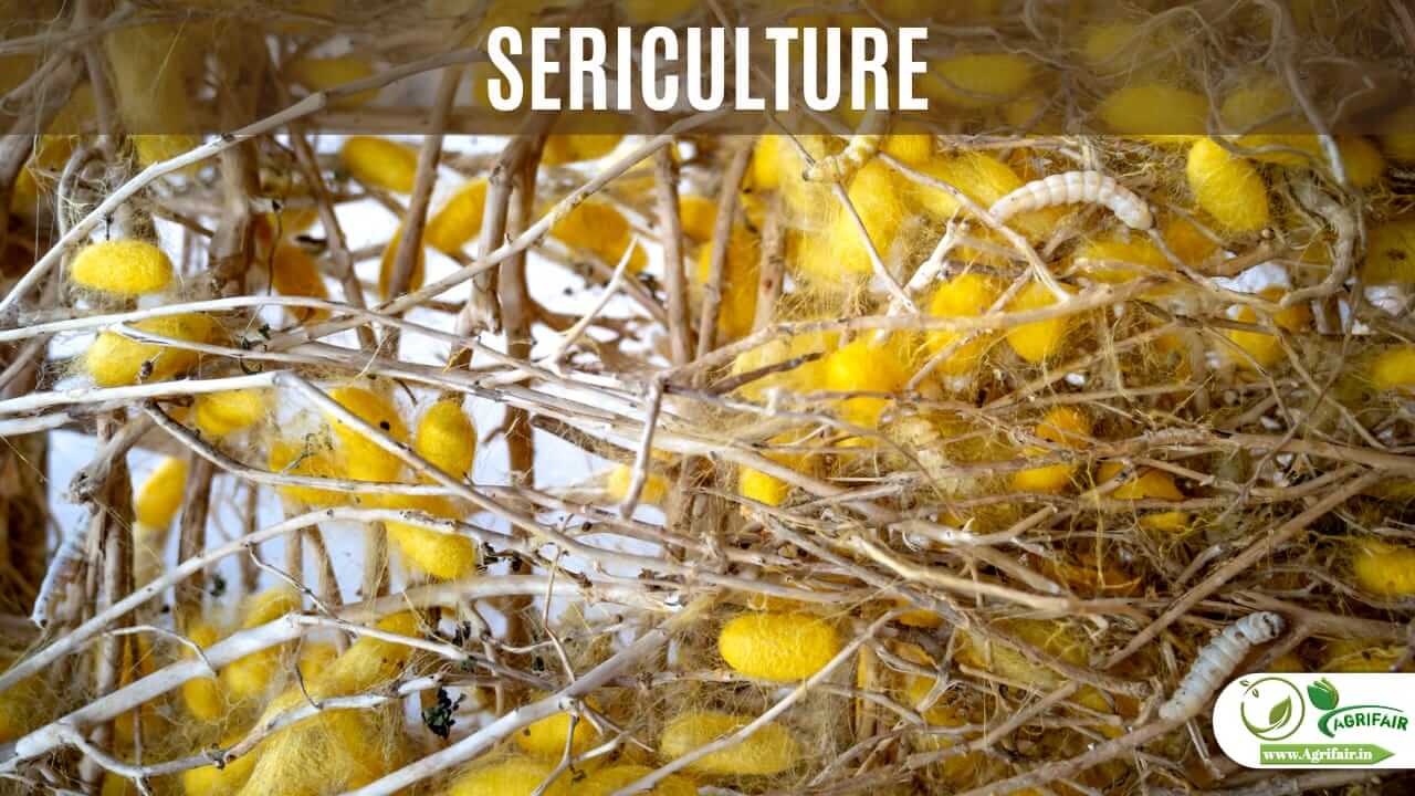 Sericulture: The Art and Science of Silkworm Rearing
