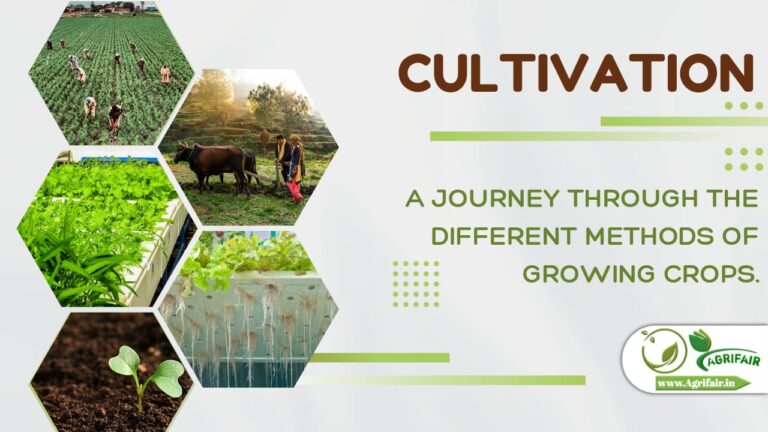 Cultivation: A Journey Through the Different Methods of Growing Crops ...
