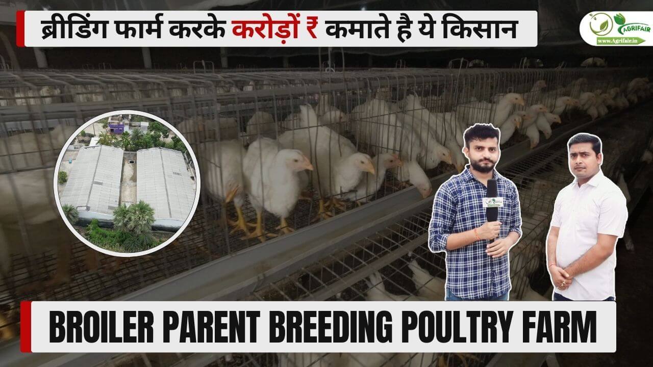 Broiler Parent Breeding Poultry Farm Secrets Revealed: The Ultimate ...